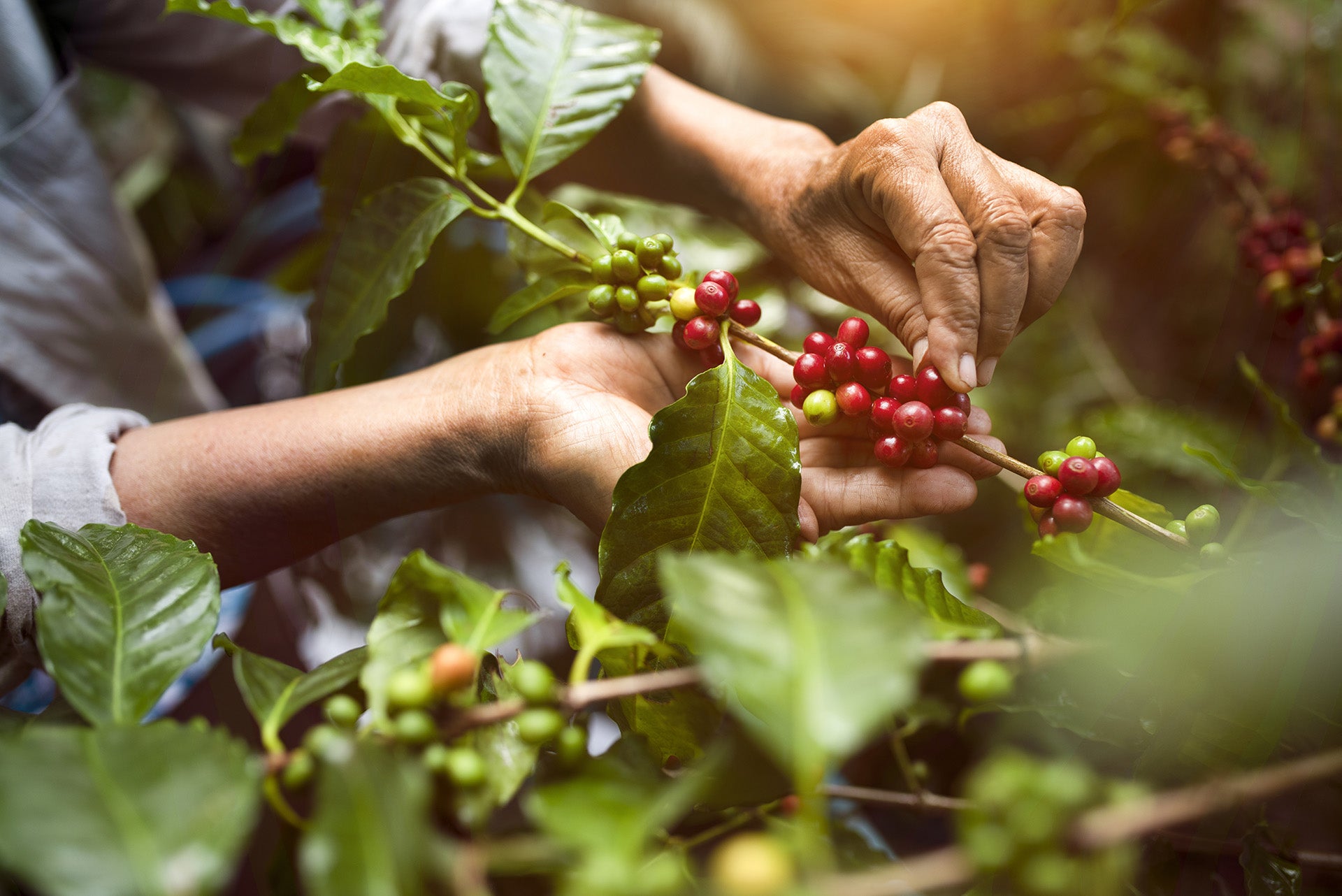 Tarmo’s Journey of Bringing Specialty Coffee to the World – TARMO COFFEE
